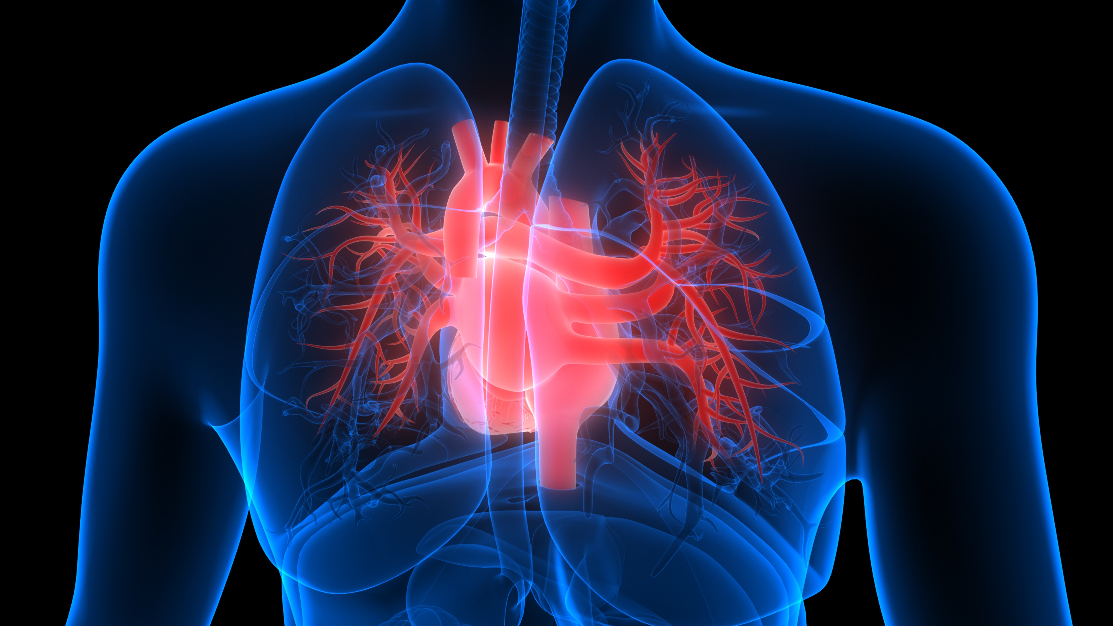 Sirkulasjonssystemet – Evidia